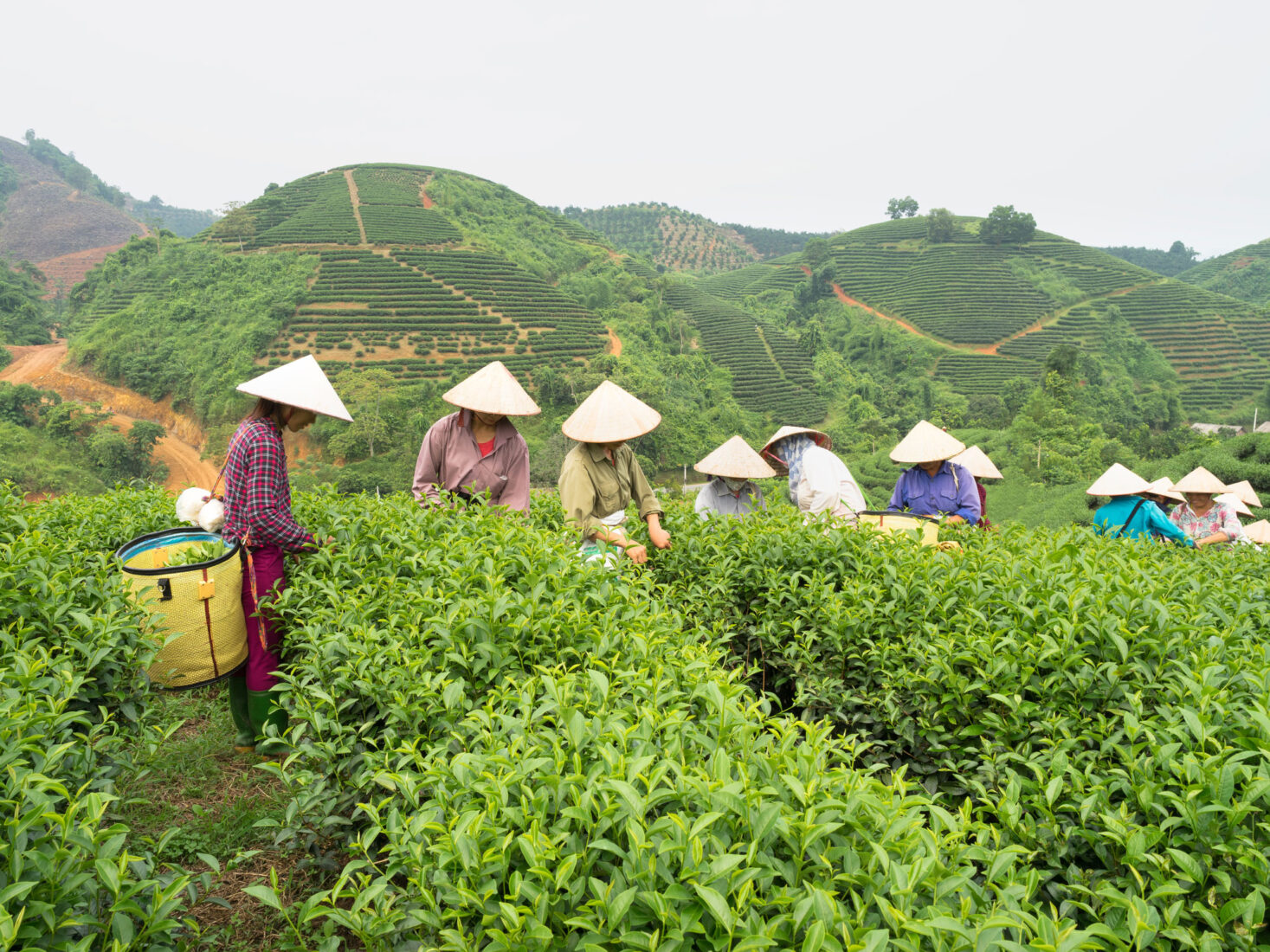A In-Depth Look at Vietnamese Tea Culture | Heritage Cruises | Cat Ba ...