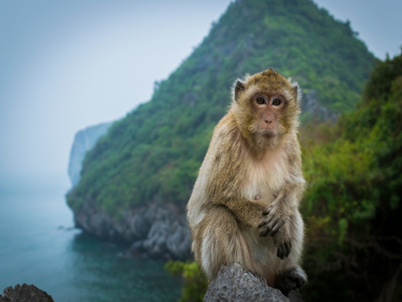 Explore Lan Ha Bay – Monkey Island: A Hidden Paradise near Cat Ba